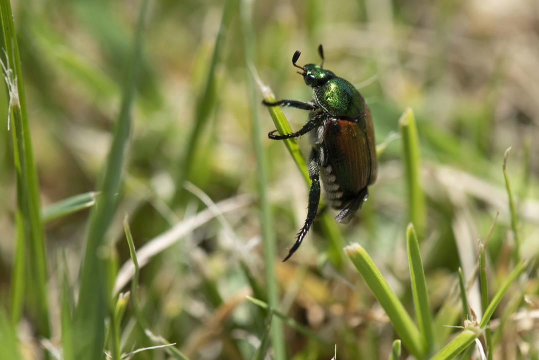 WSDA proposing quarantine to halt Japanese beetle infestation | 790 KGMI