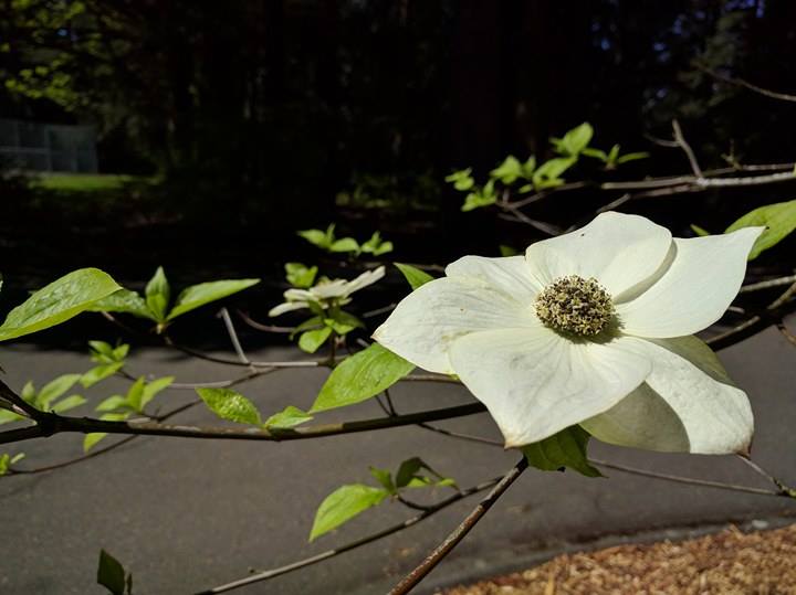 Former Bellingham Police Chief Todd Ramsay dies | Classic Rock 92.9 KISM