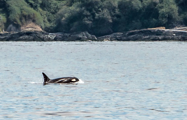 Formerly sick orca spotted in better health near Vancouver Island ...