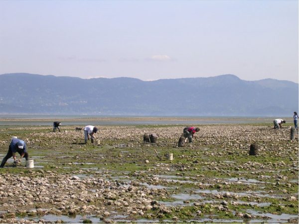 North Whatcom County beaches reopen for recreational shellfish ...
