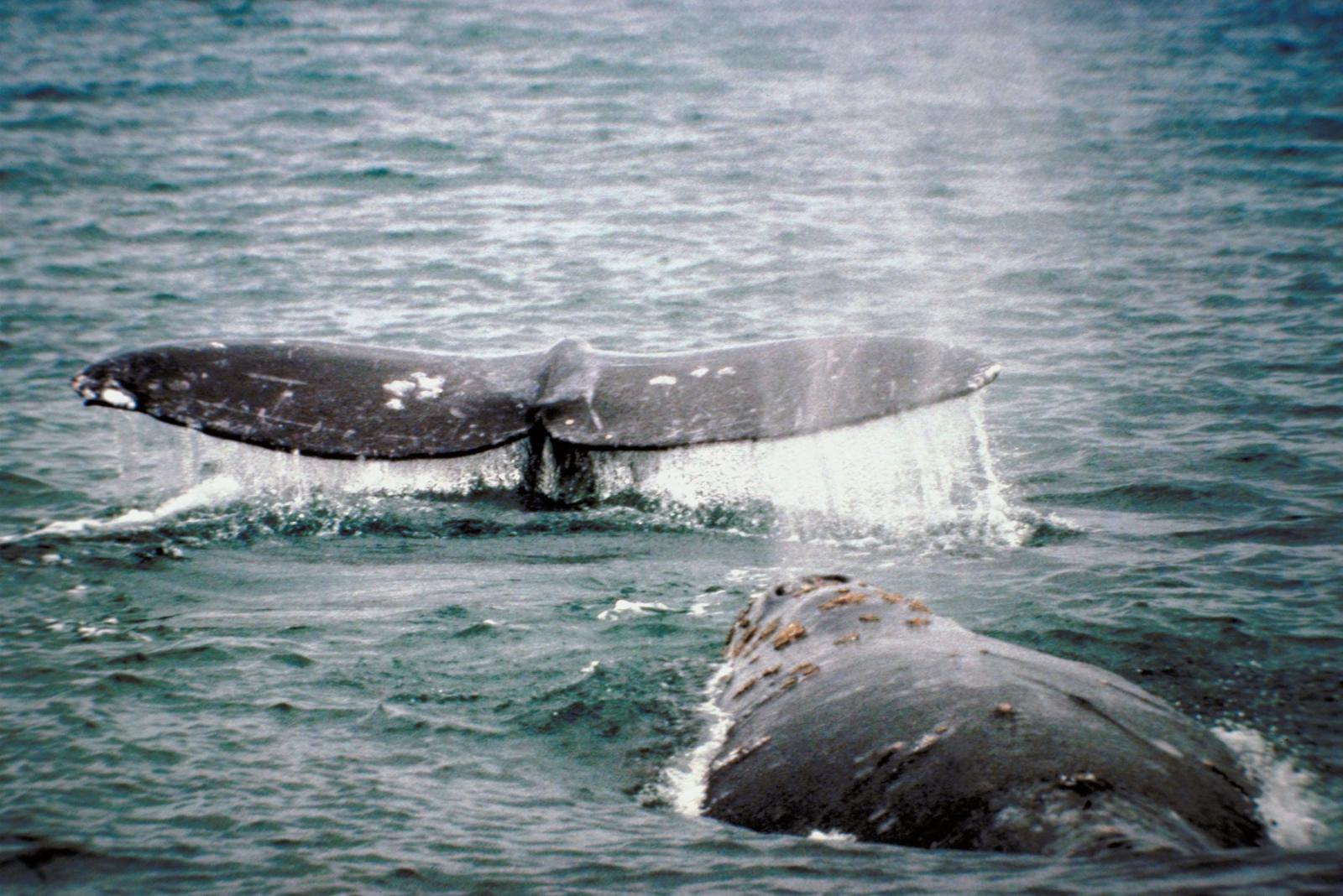 Judge: Makah should be allowed to hunt gray whales | Classic Rock 92.9 KISM