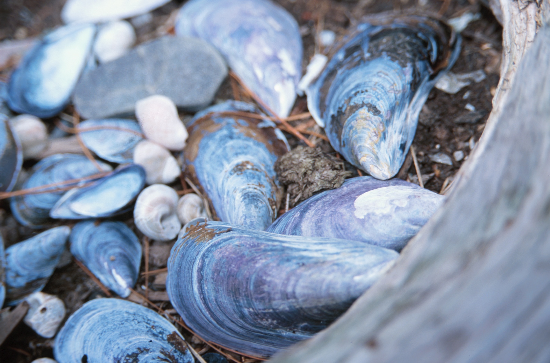 New agreement allows Washington shellfish producers to export to EU ...