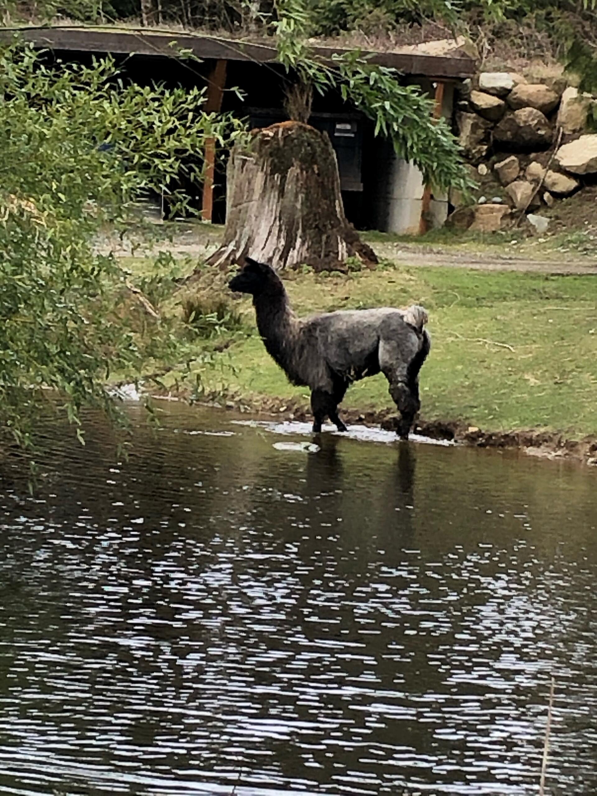 Lost llama is safe back at home | Classic Rock 92.9 KISM
