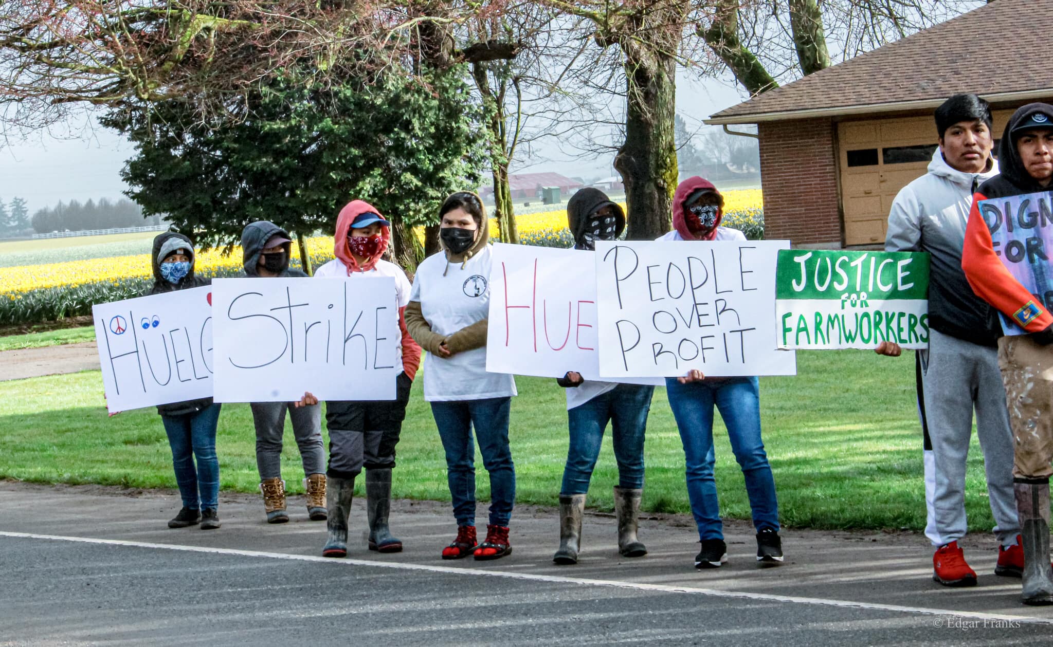 Field workers end strike ahead of Tulip Festival | Classic Rock 92.9 KISM