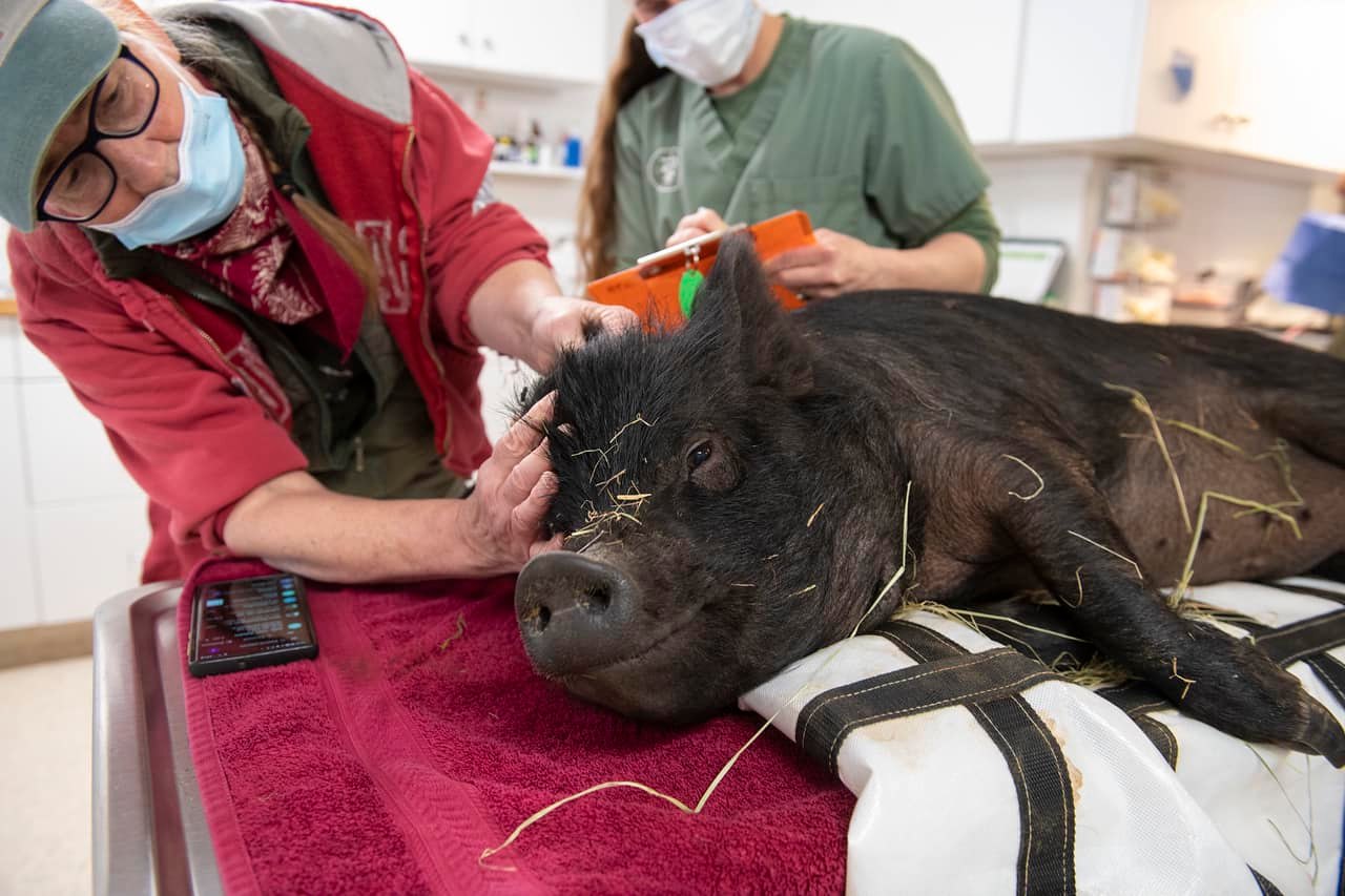 Pierce County animal sanctuary seeking donations to care for pigs ...